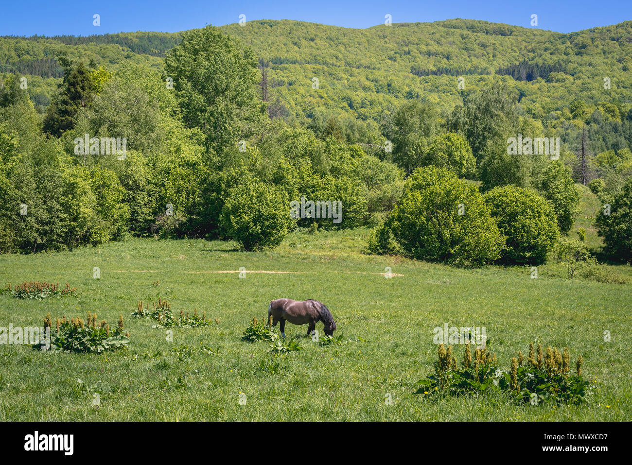 Single Hucul pony on a pasture near Wolosate village in Western ...