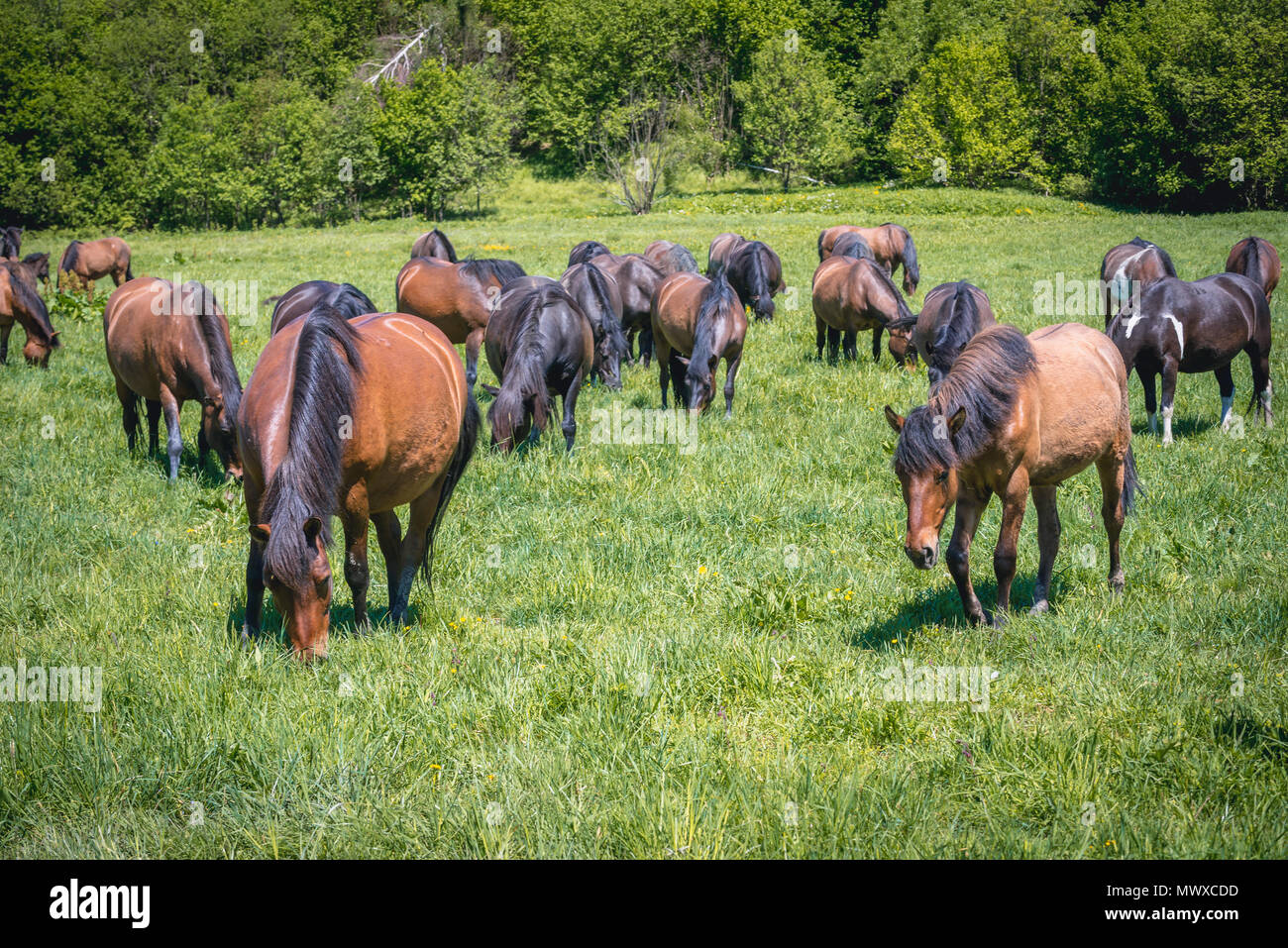 Hutsul horses hi-res stock photography and images - Alamy