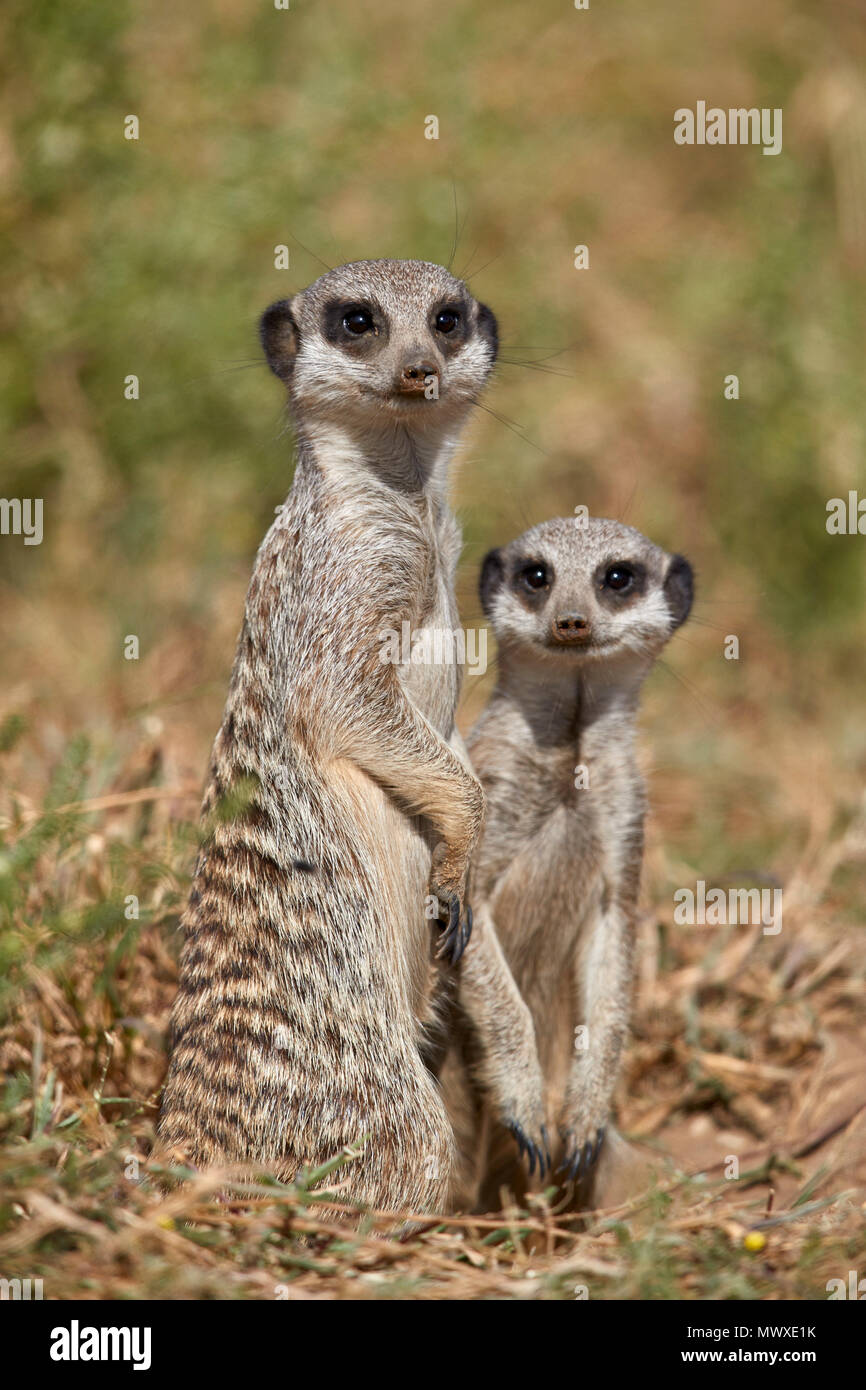 Two Meerkat (Suricate) (Suricata suricatta), Mountain Zebra National ...