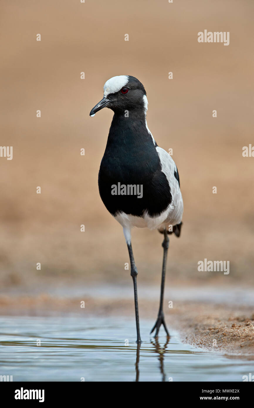 Blacksmith Lapwing (Blacksmith Plover) (Vanellus armatus), Kruger ...