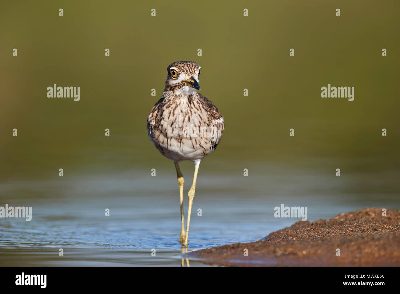 Water Thickknee (Water Dikkop) (Burhinus vermiculatus), Kruger National ...