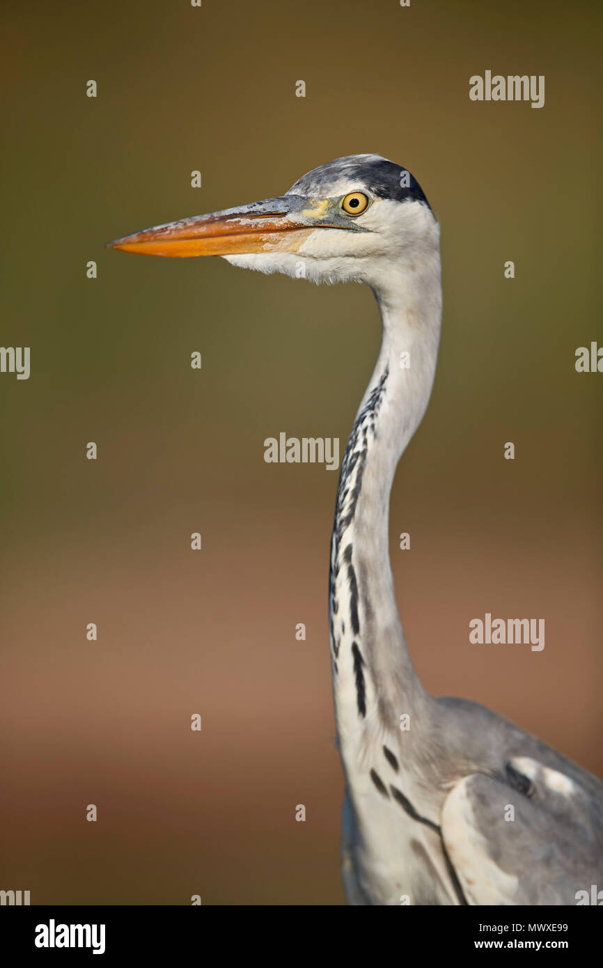 Heron grey heron hi-res stock photography and images - Alamy