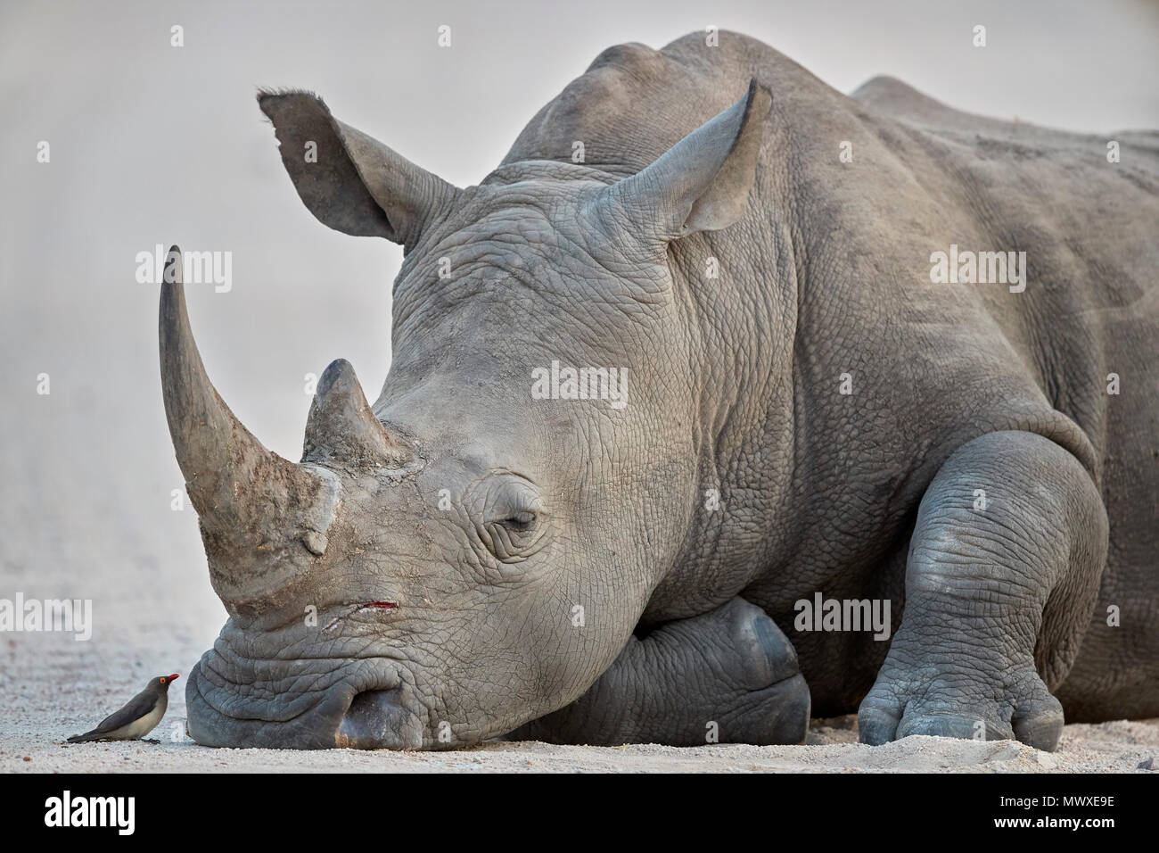 Red billed oxpecker rhinoceros hi-res stock photography and images - Alamy