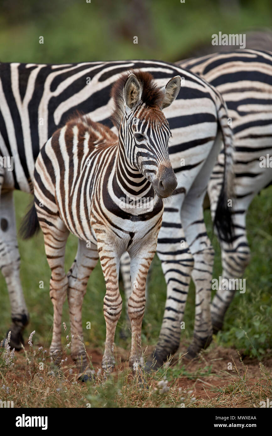 Chapmans zebra hi-res stock photography and images - Alamy