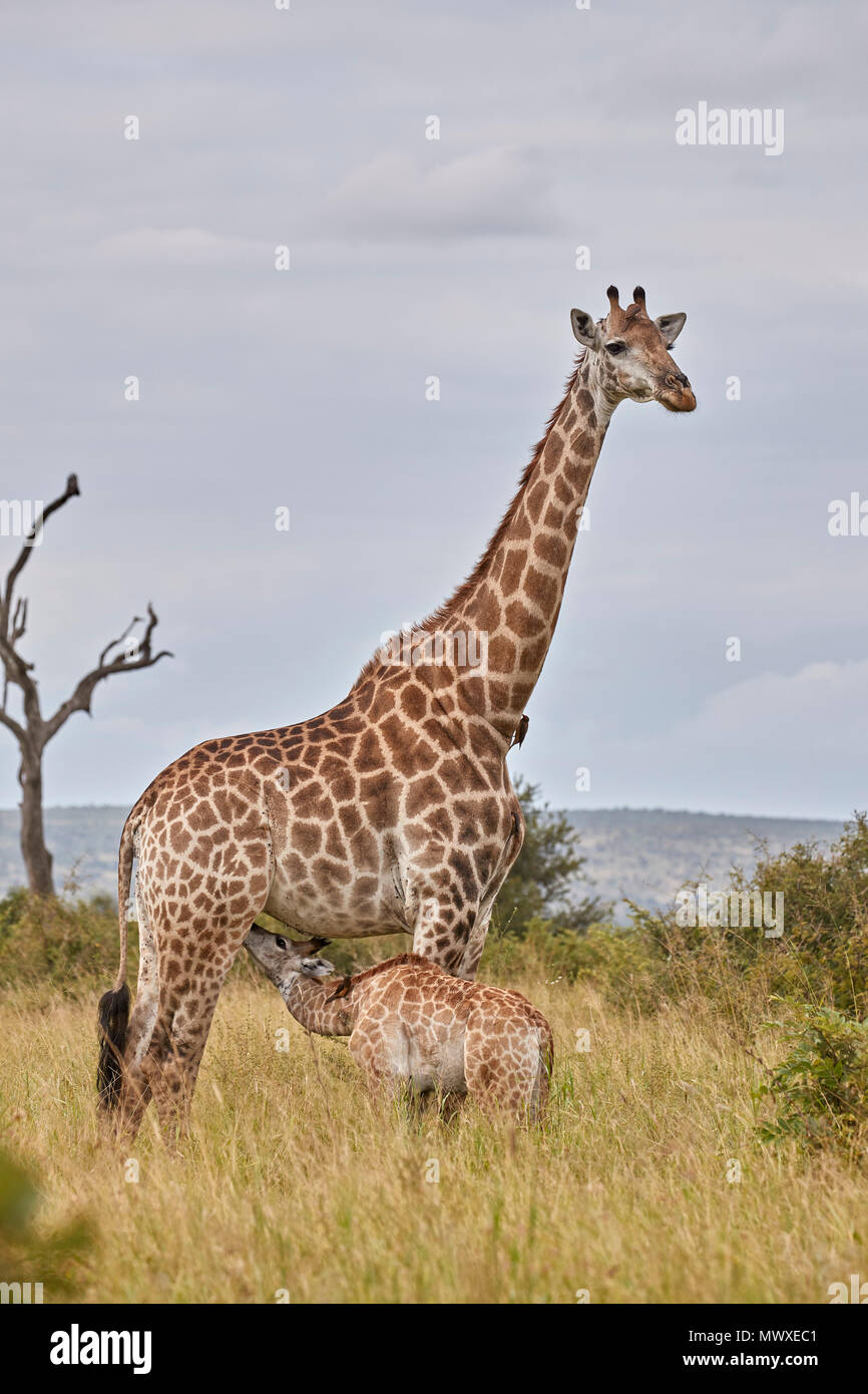 Cape Giraffe (Giraffa camelopardalis giraffa) baby nursing, Kruger ...