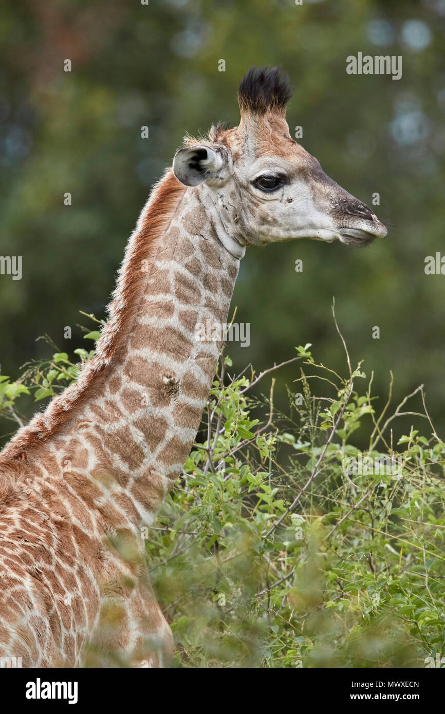 Cape Giraffe (Giraffa camelopardalis giraffa) baby, Kruger National ...