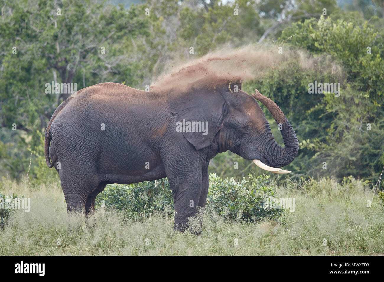 Bull dust hi-res stock photography and images - Alamy