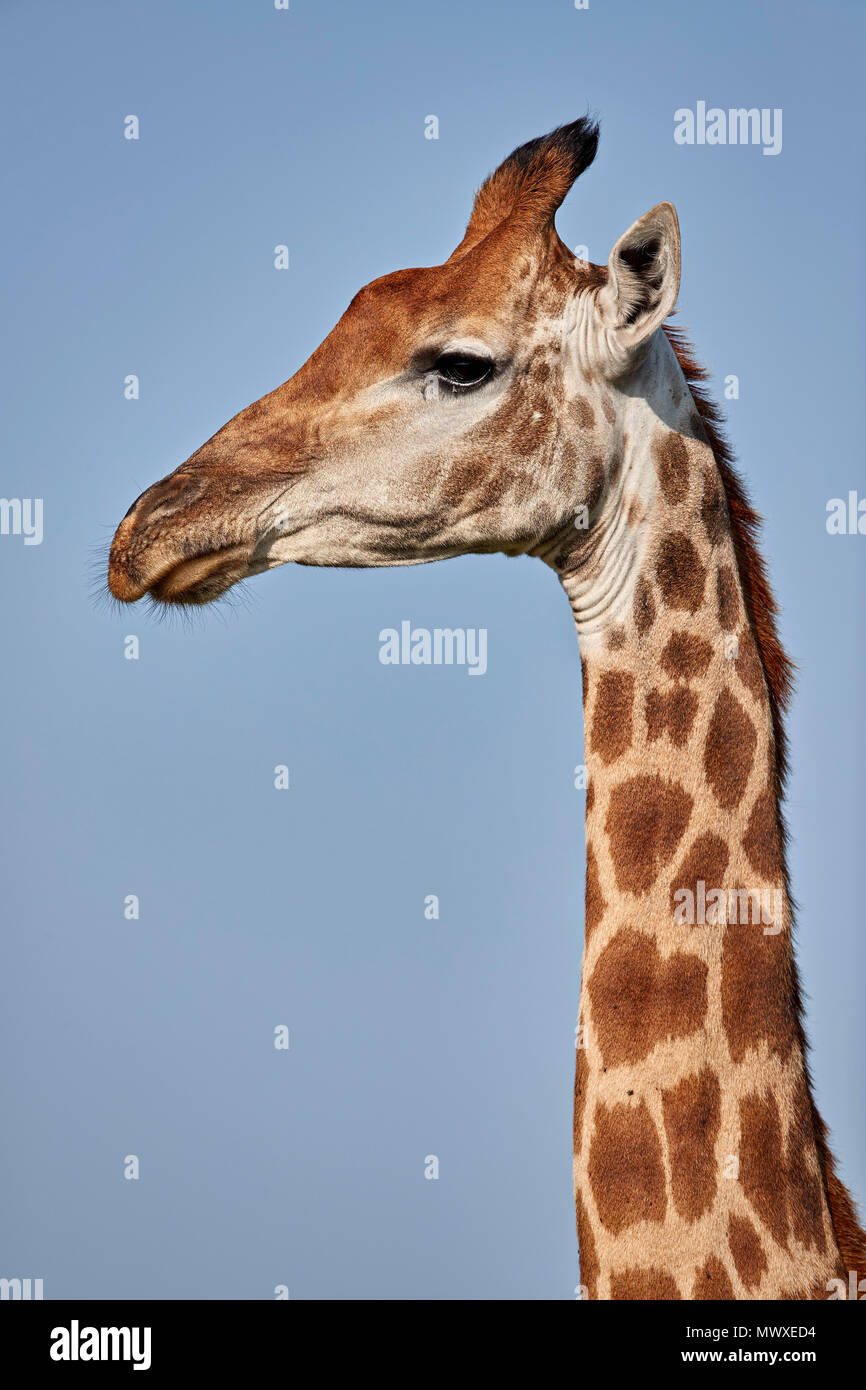 Cape Giraffe (Giraffa camelopardalis giraffa), Kruger National Park ...