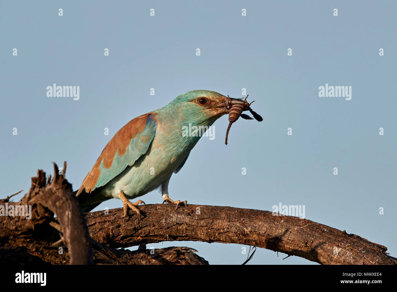 South african scorpion hi-res stock photography and images - Alamy