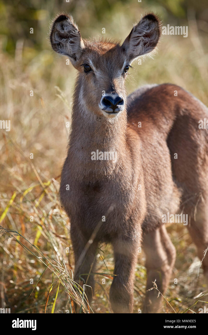 Ellipsen waterbuck hi-res stock photography and images - Alamy