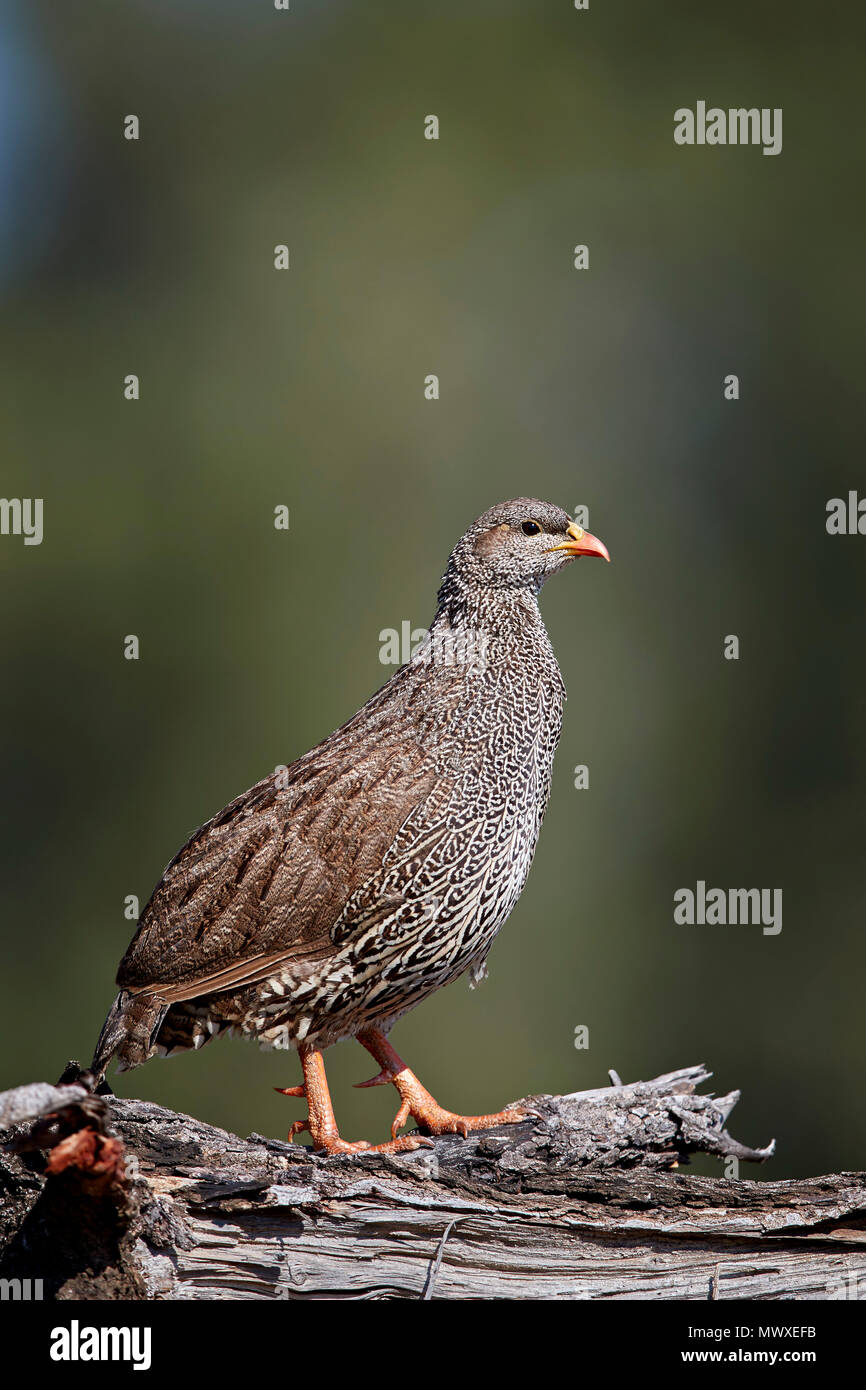 Natal Francolin (Natal Spurfowl) (Pternistes natalensis), Kruger ...