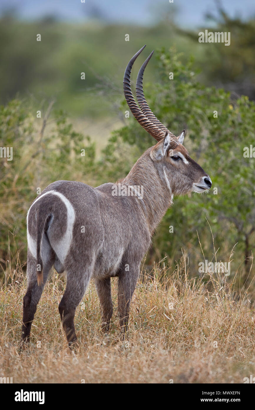 Waterbuck