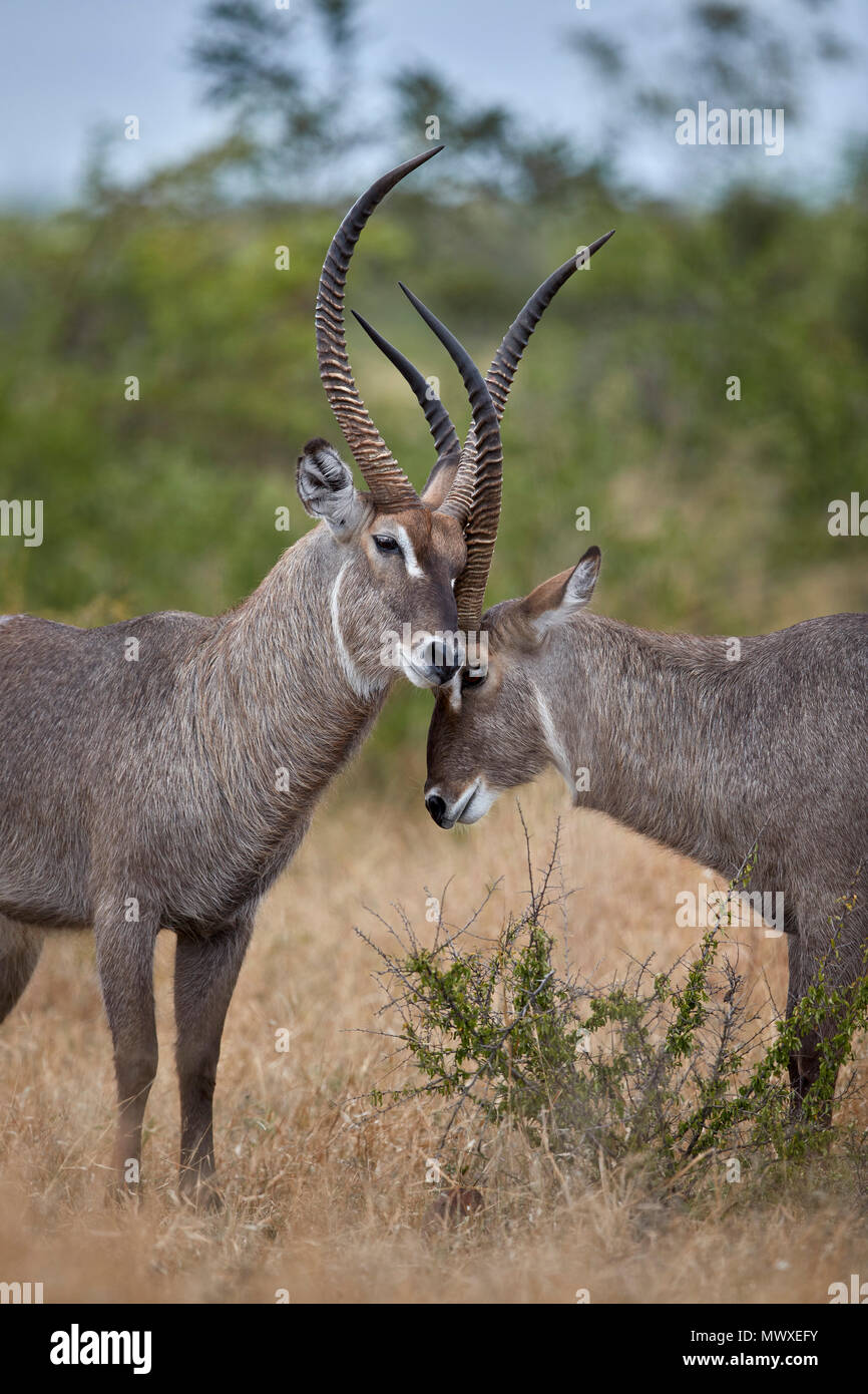 Bucks tourist hi-res stock photography and images - Alamy
