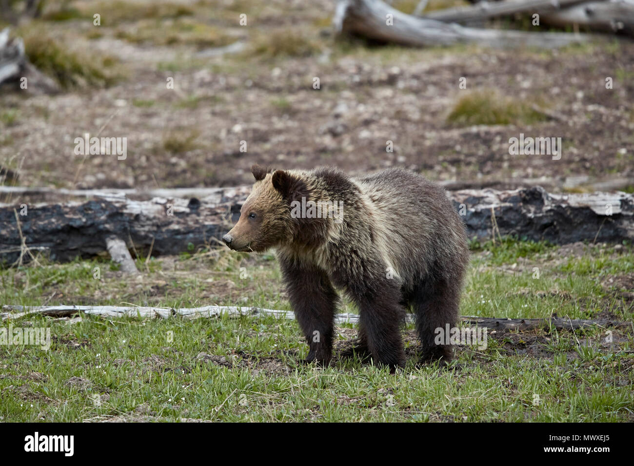 Yearling grizzly bear cub hi-res stock photography and images - Alamy