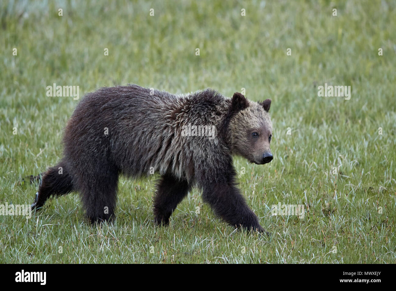 Yearling grizzly bear cub hi-res stock photography and images - Alamy