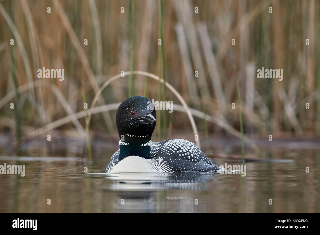 Common loon photography hi-res stock photography and images - Alamy