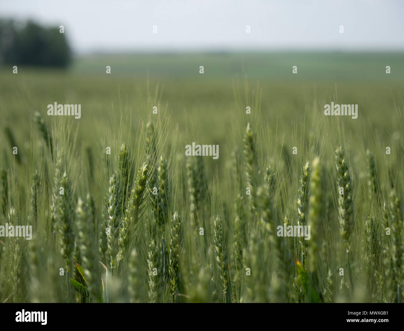 Agriculture filed hi-res stock photography and images - Alamy