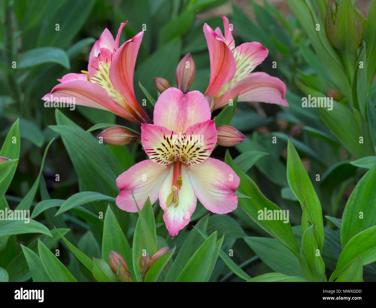 Garden Alstroemeria 'Summer Paradise' in garden border Stock Photo - Alamy