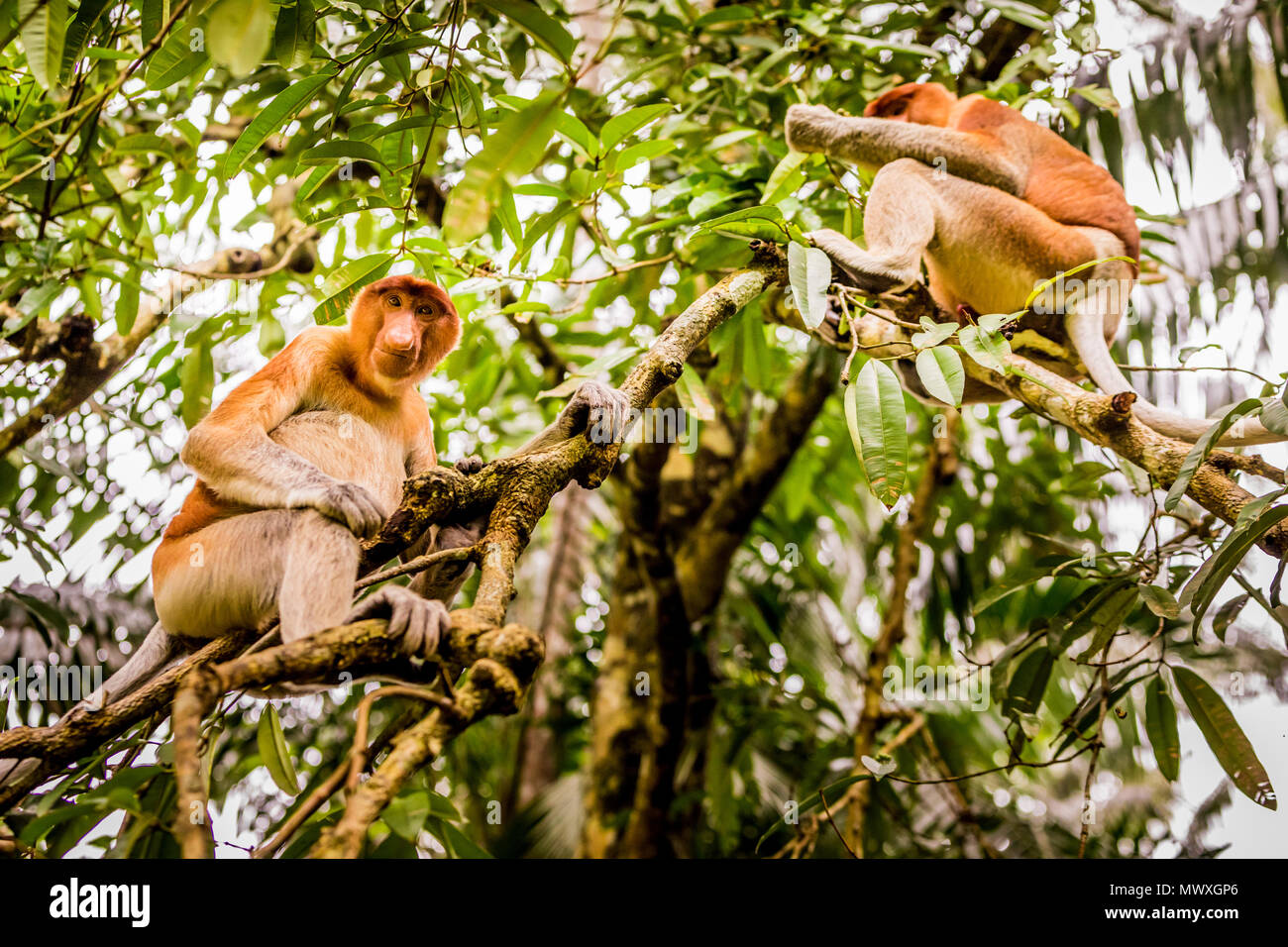 Proboscis monkey, unique and native to Malaysia in Bako National Park ...