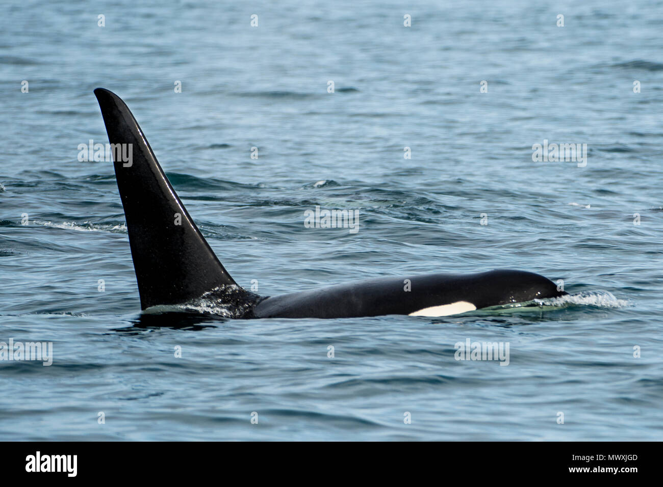 Killer whale (orca) pod (Orcinus orca), Resurrection Bay, Kenai Fjords ...