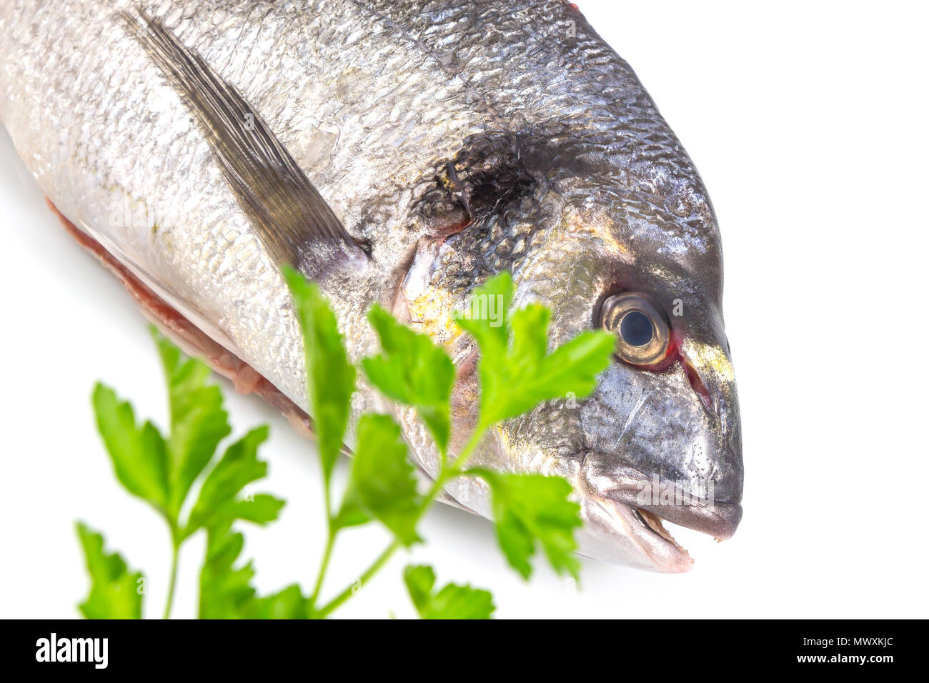 Fresh fish with green basil isolated in white background with clipping ...