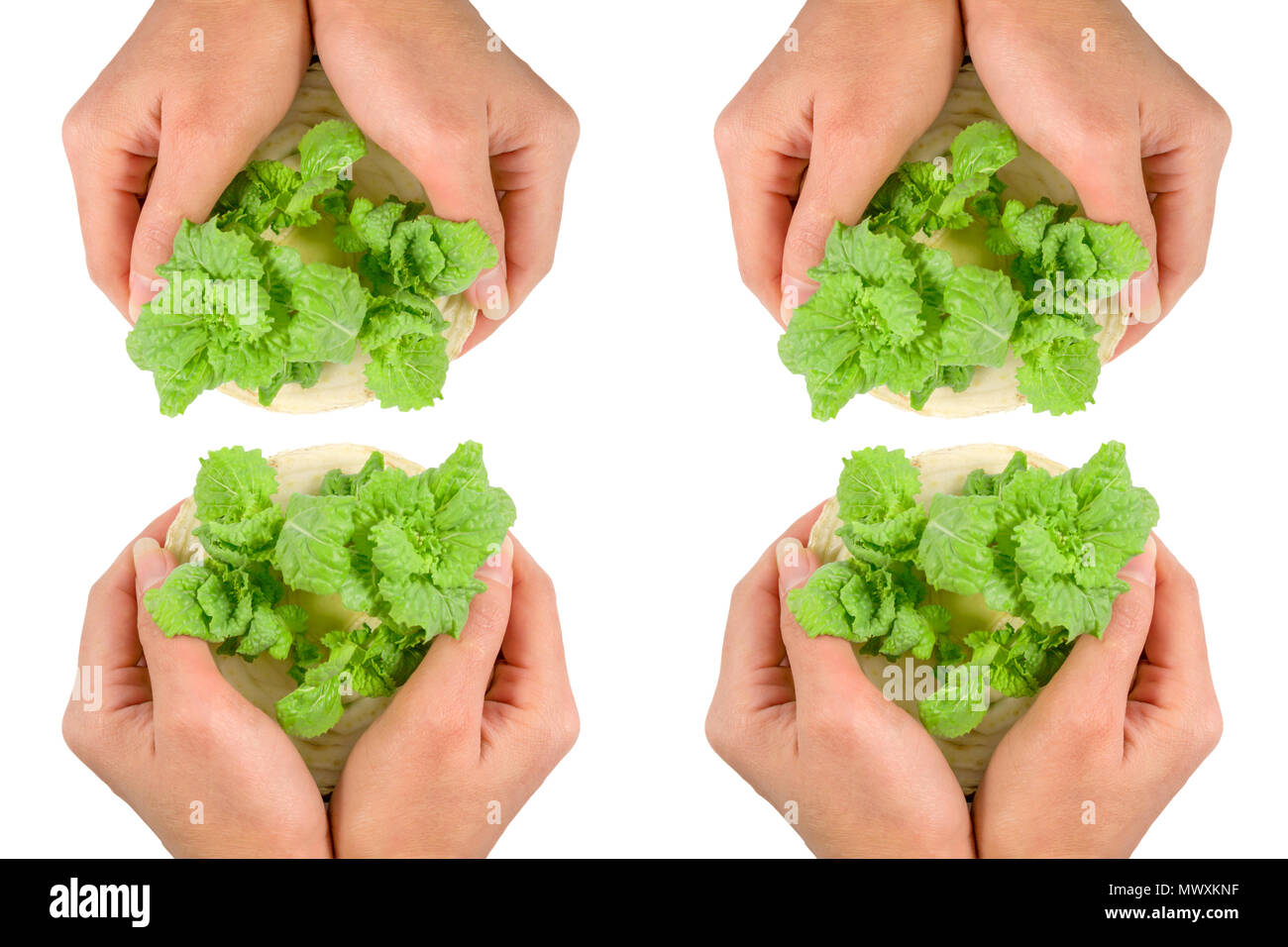 Fresh vegetable taken on hands isolated on white background, Green ...