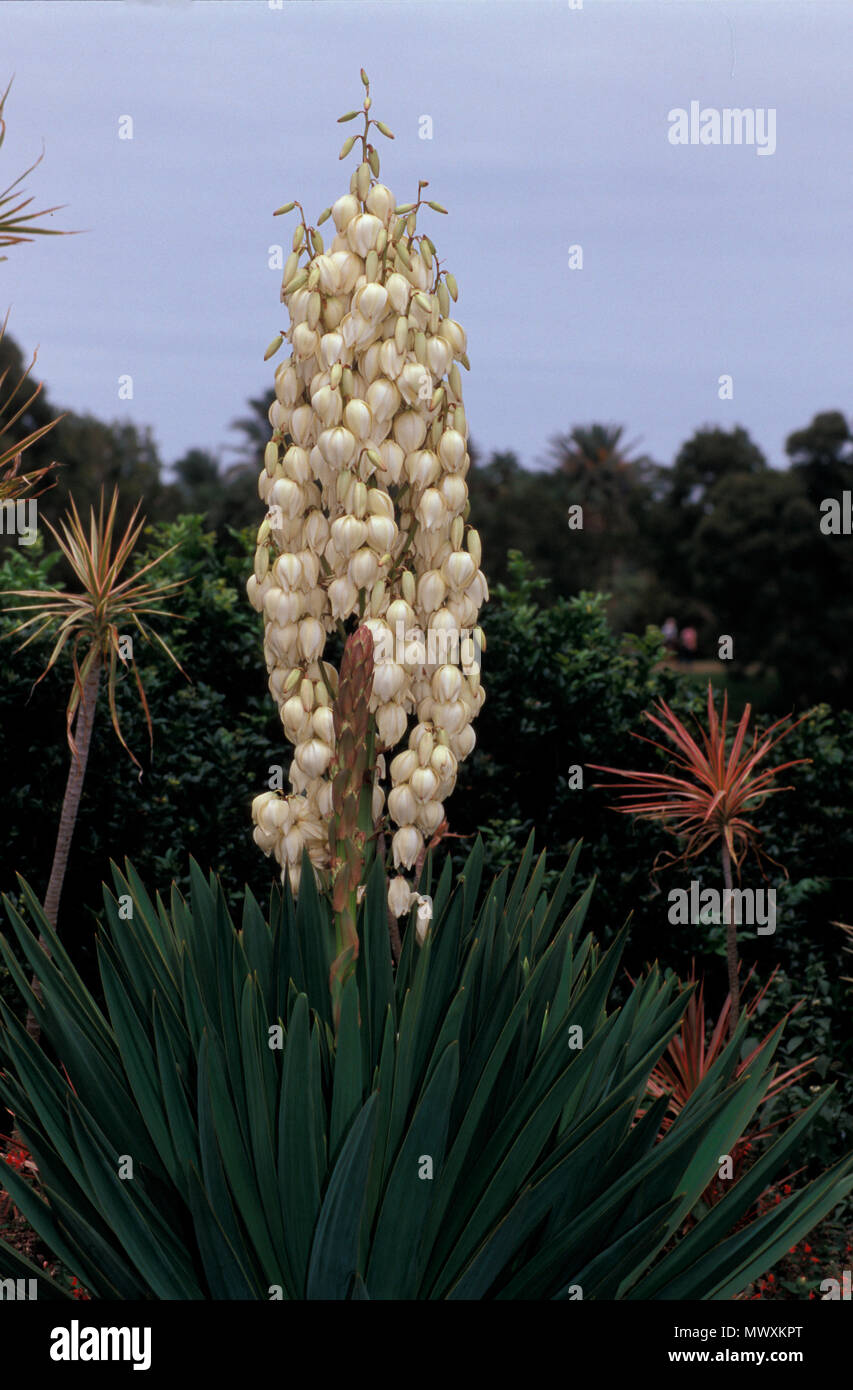 YUCCA FILAMENTOSA (ADAM'S NEEDLE OR SPANISH BAYONET Stock Photo - Alamy