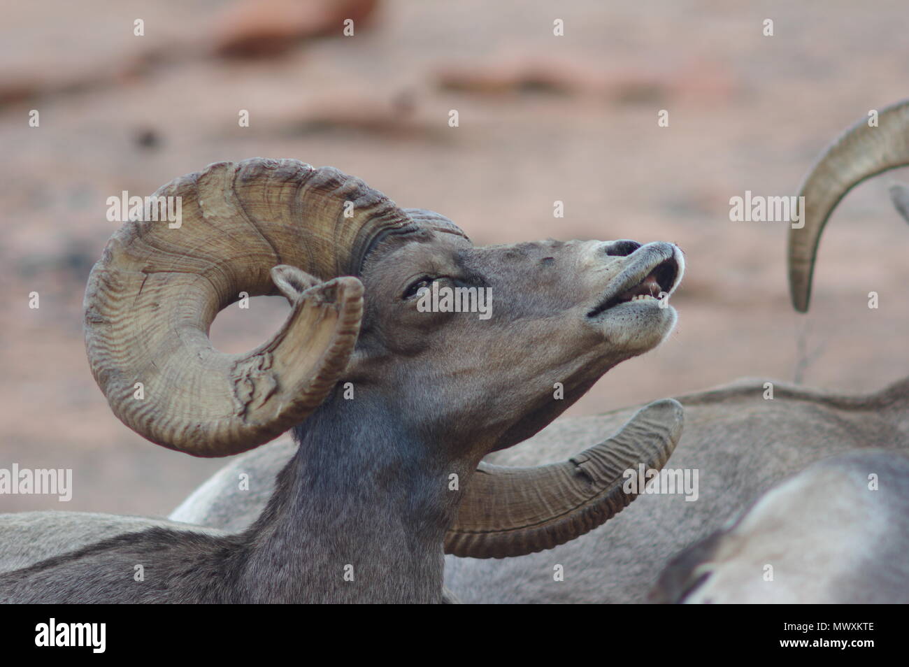 Desert Bighorn Sheep Ram Stock Photo - Alamy