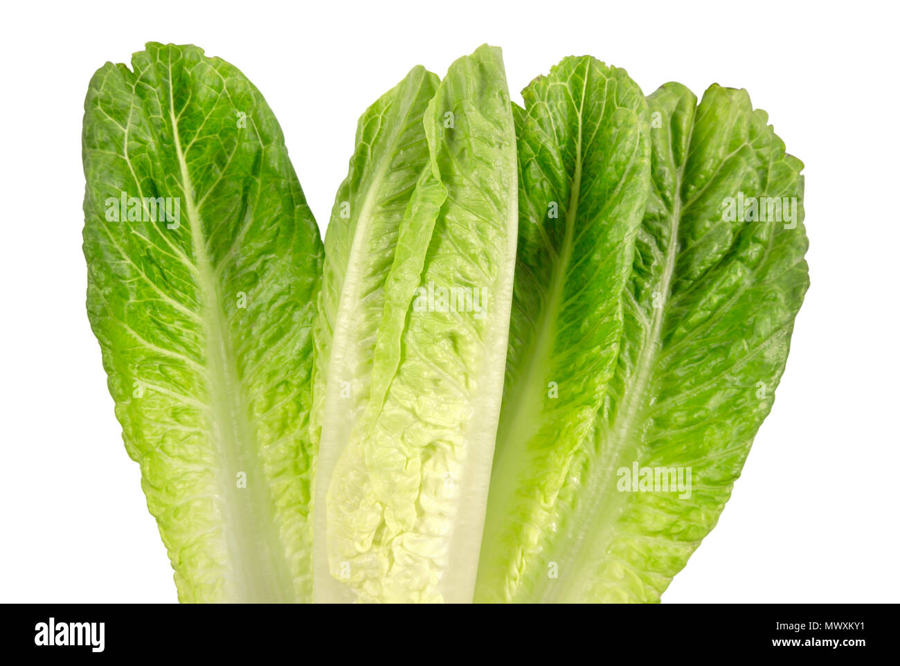 Green oak lettuce, fresh roman lettuce isolated on a white background with clipping path Stock ...