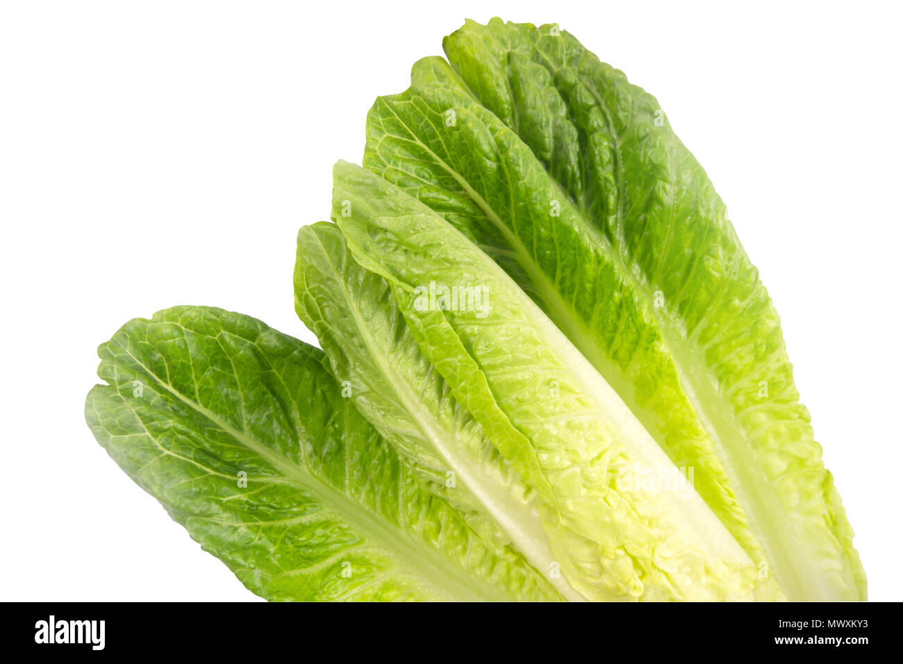 Green oak lettuce, fresh roman lettuce isolated on a white background with clipping path Stock ...