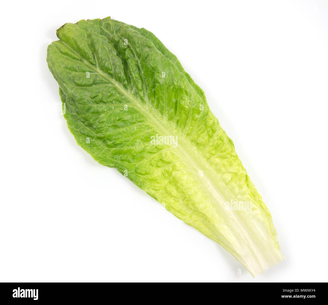 Green oak lettuce, fresh roman lettuce isolated on a white background with clipping path Stock ...
