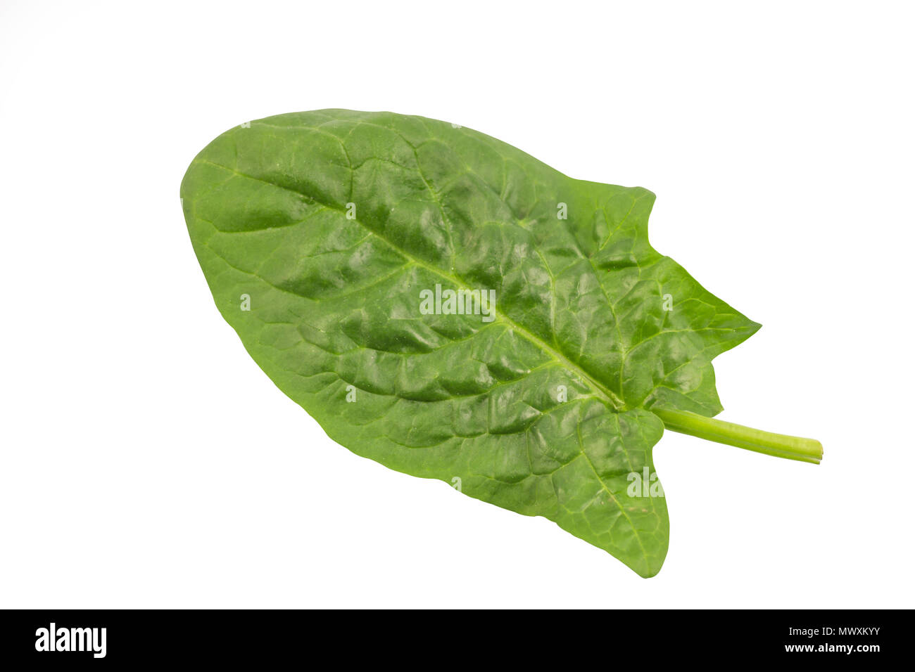 Fresh green spinach leaves close up isolated on white background with ...