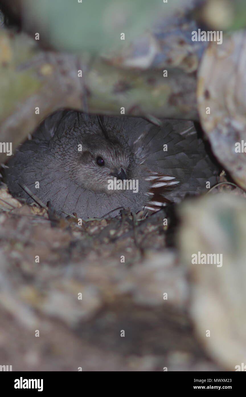Mama Quail covers the eggs Stock Photo - Alamy