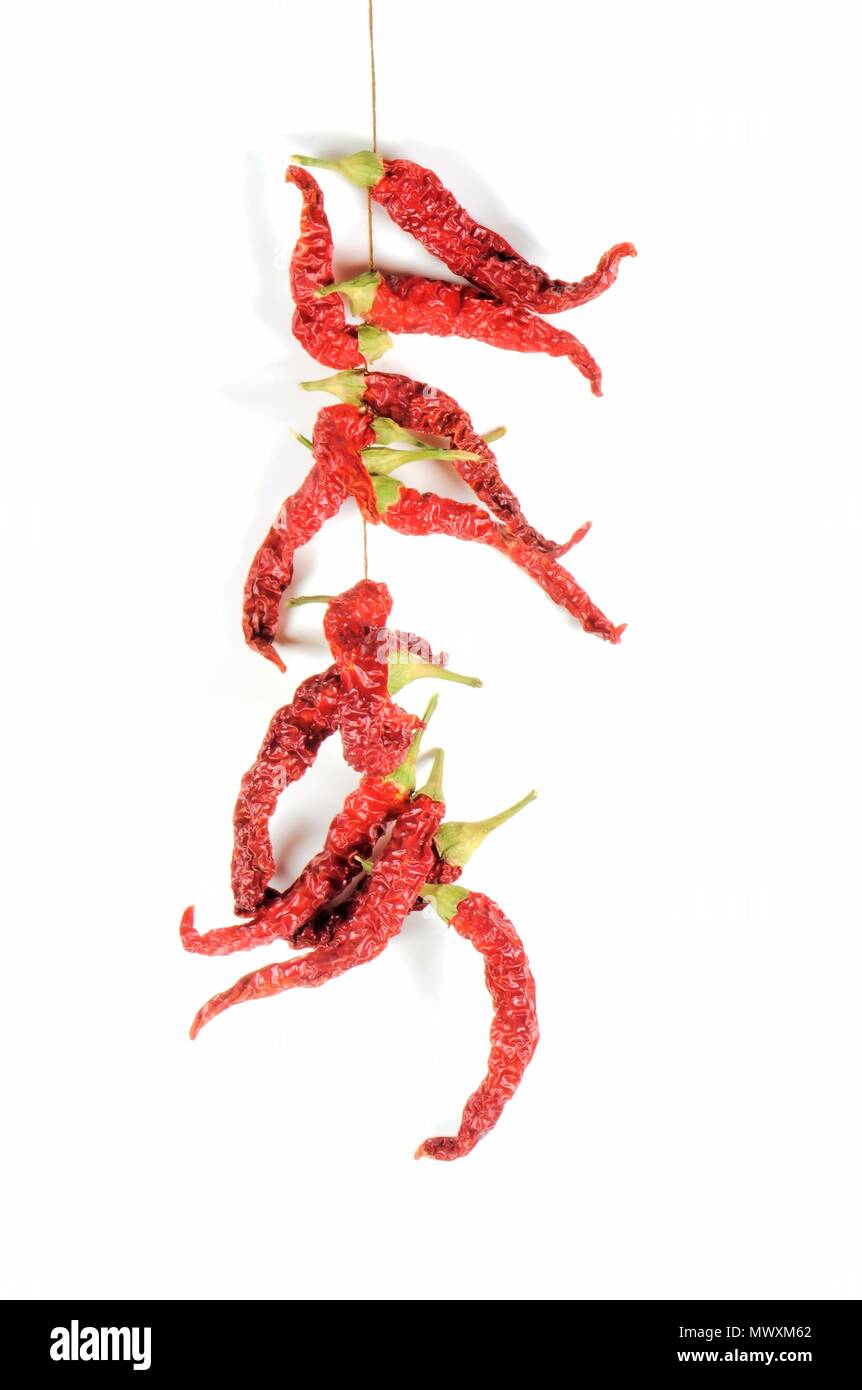 Closeup of dry very spicy chillies hanging in a row isolated on a white ...