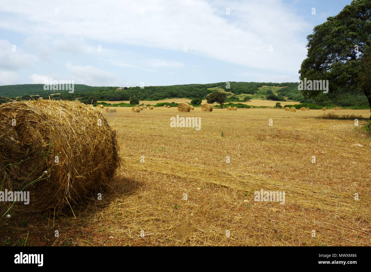 Hay cut in Sardinia countryside Stock Photo - Alamy