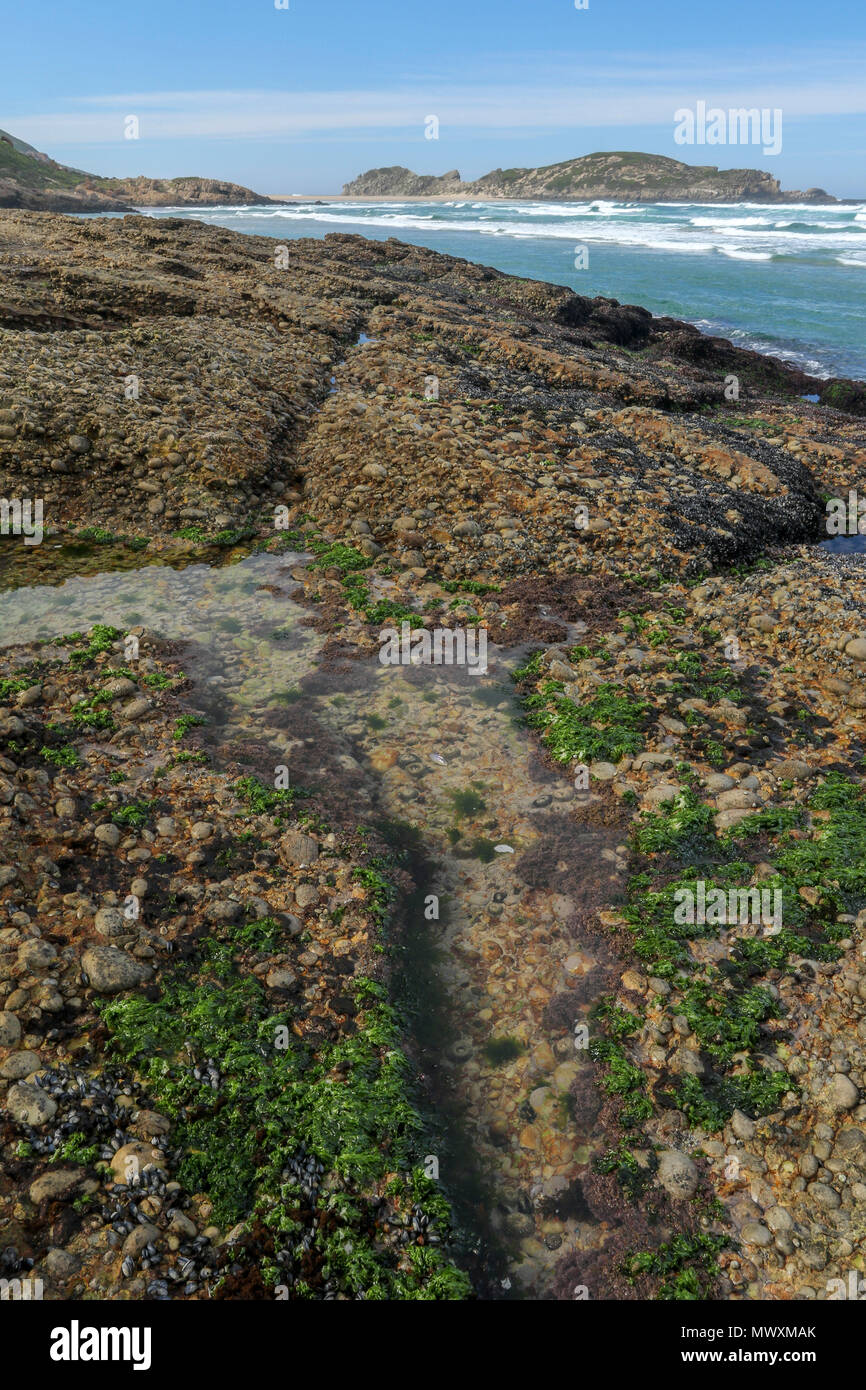 landscape of the beach in the robberg nature reserve near plettenberg ...