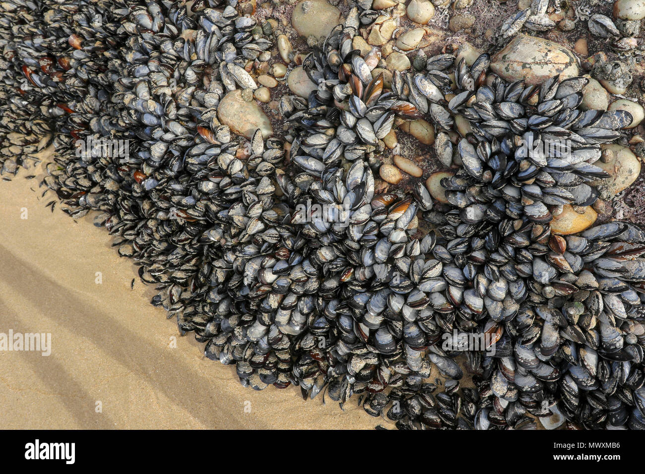mussel covered rocks on the beach of the robberg nature reserve, garden ...