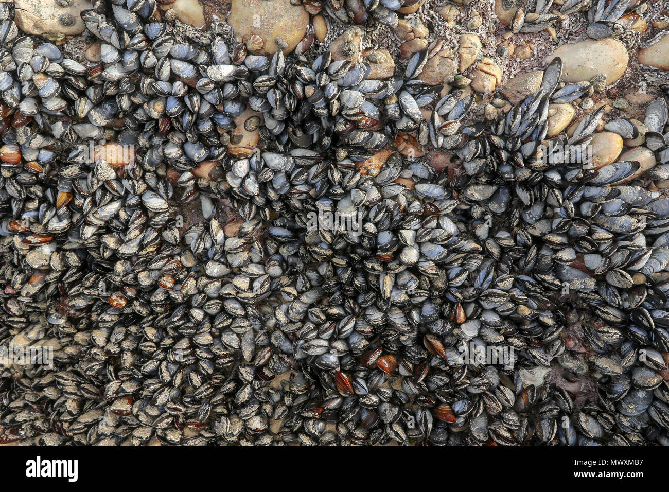 mussel covered rocks on the beach of the robberg nature reserve, garden ...
