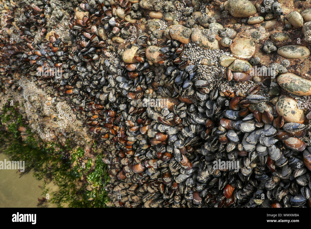 Prehistoric bivalves hi-res stock photography and images - Alamy