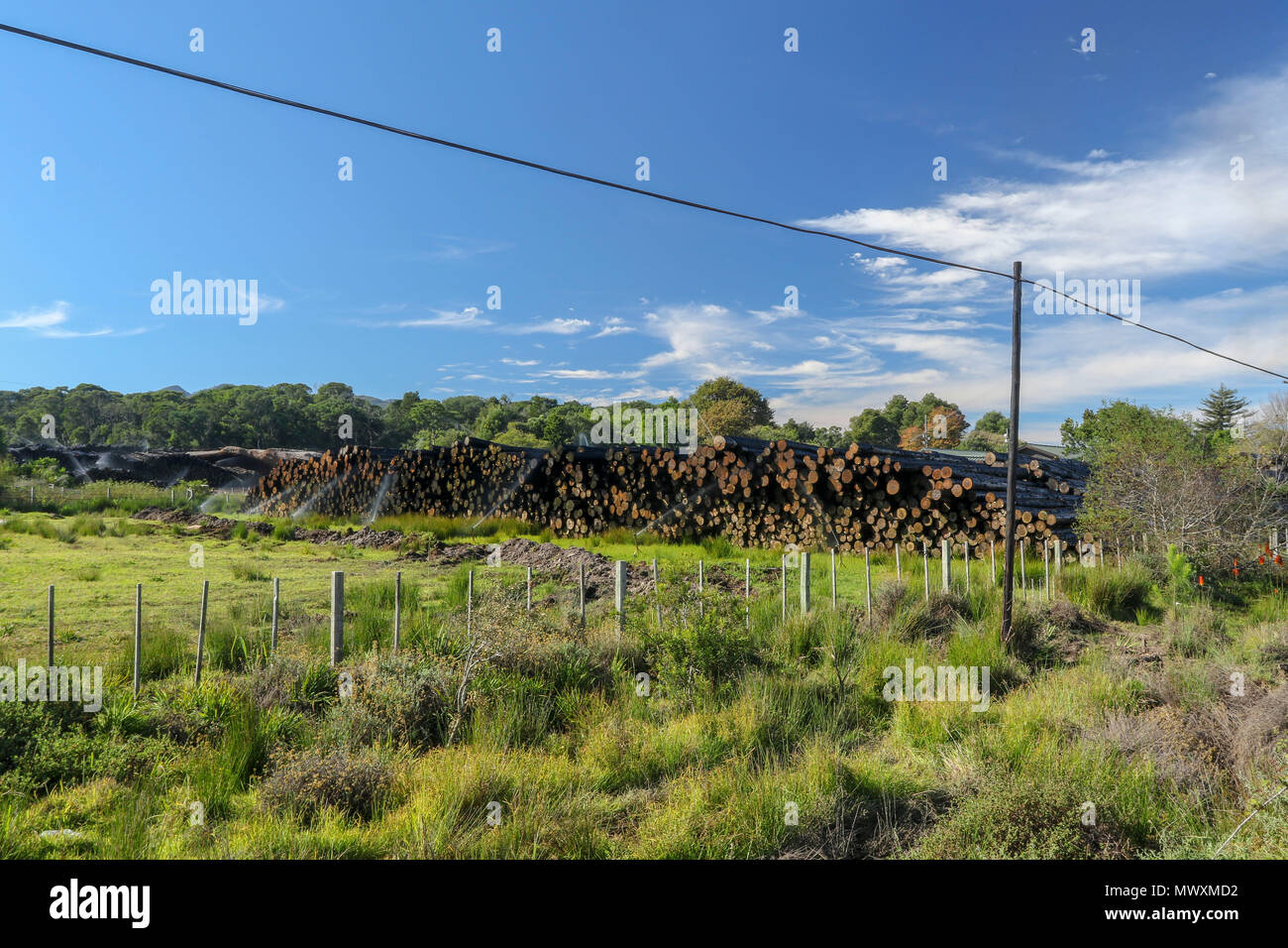 landscape showing stacked pine logs in Coldstream lumber yard ...
