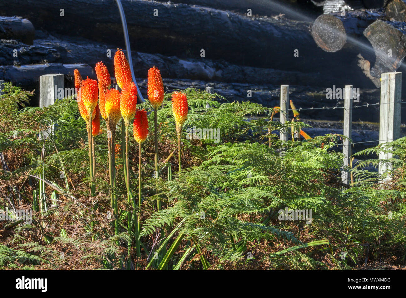 Landscape with flowers and ferns in coldstream on the , Garden Route ...