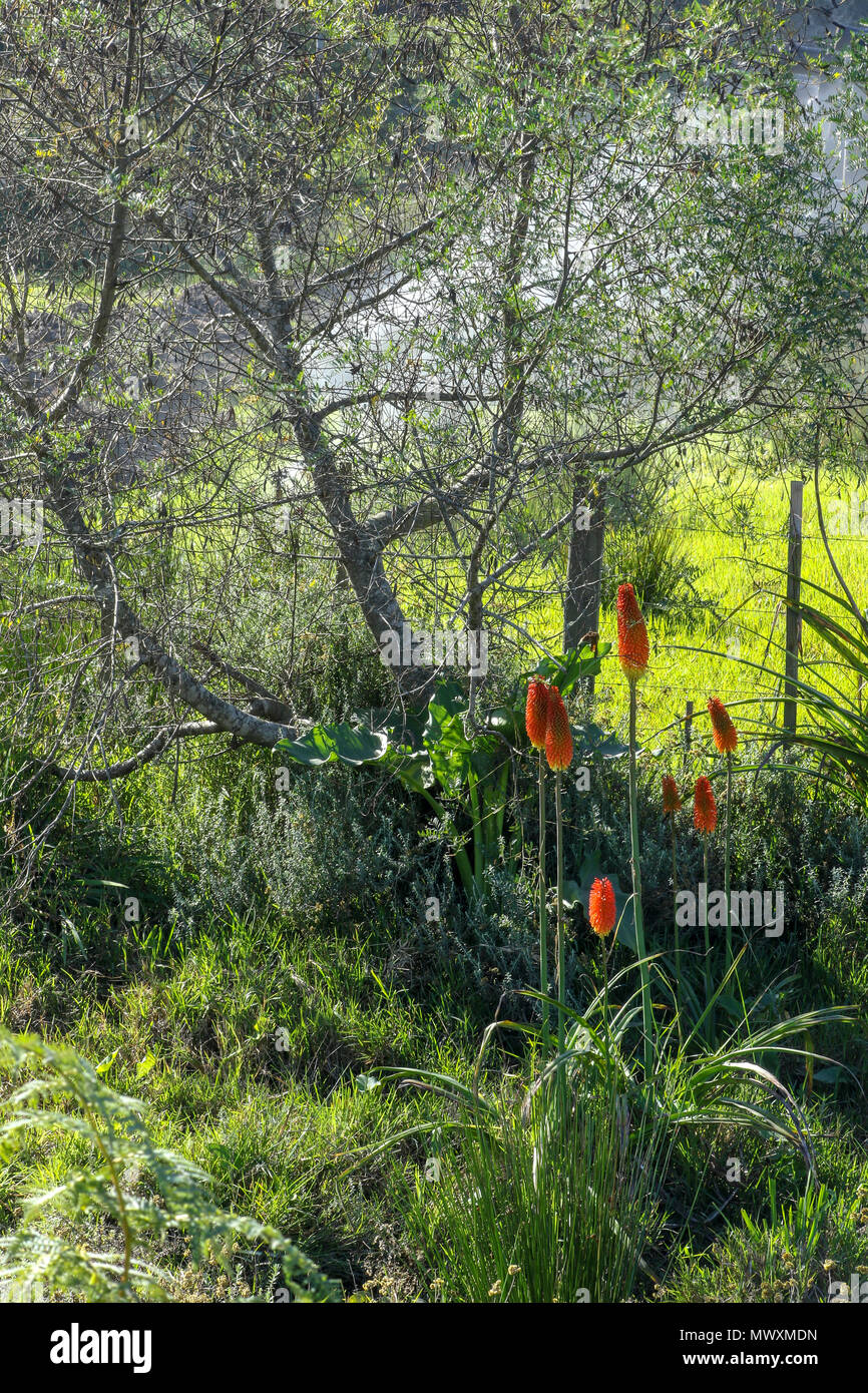 Landscape with flowers and ferns in coldstream on the , Garden Route ...