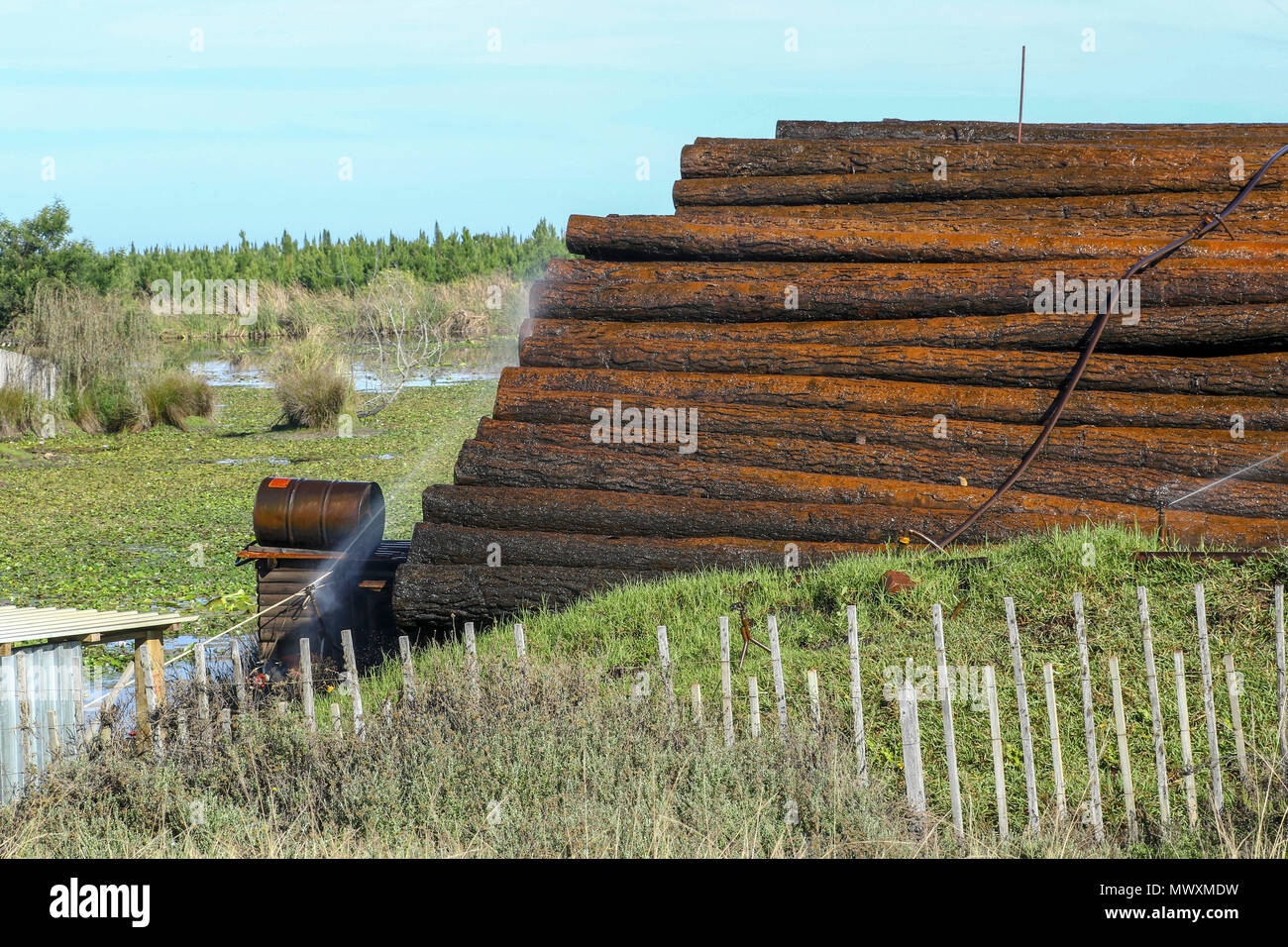 pine lumber yard in Coldstream Coldstream town, Eastern Cape, South ...