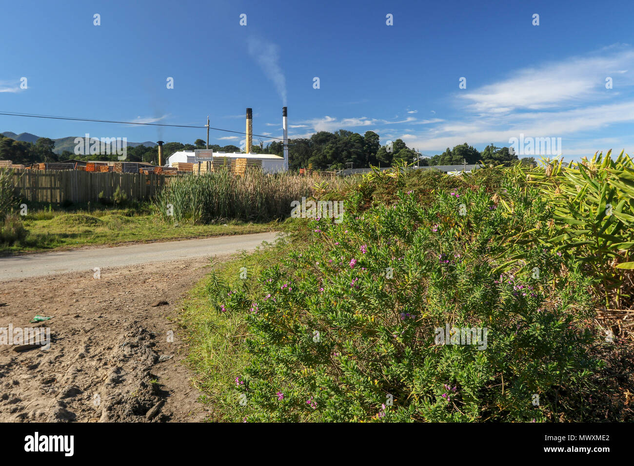 pine lumber yard in Coldstream Coldstream town, Eastern Cape, South ...