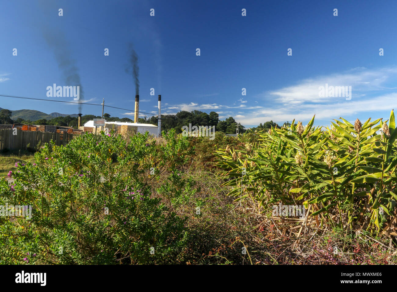 Coniferous pulpwood hi-res stock photography and images - Alamy