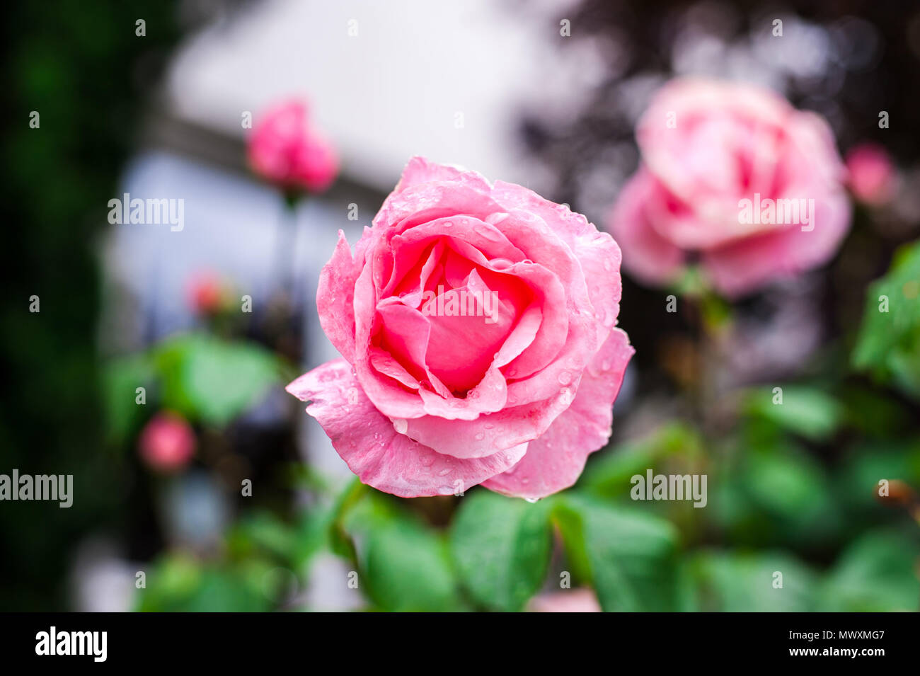 Rose with shiny green leaves hi-res stock photography and images - Alamy