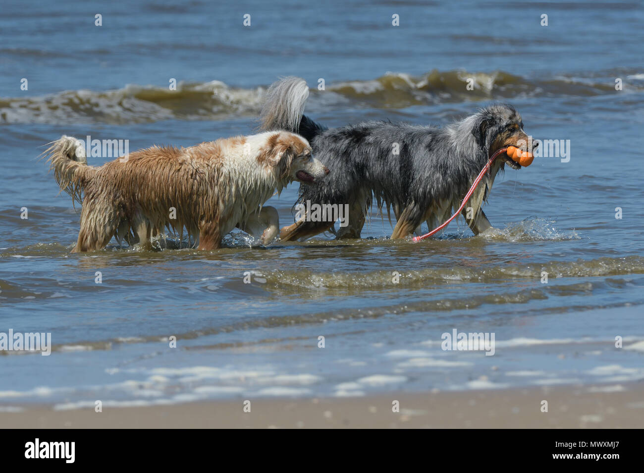 Dogs playing and fooling around in the surf and at the beach Stock ...