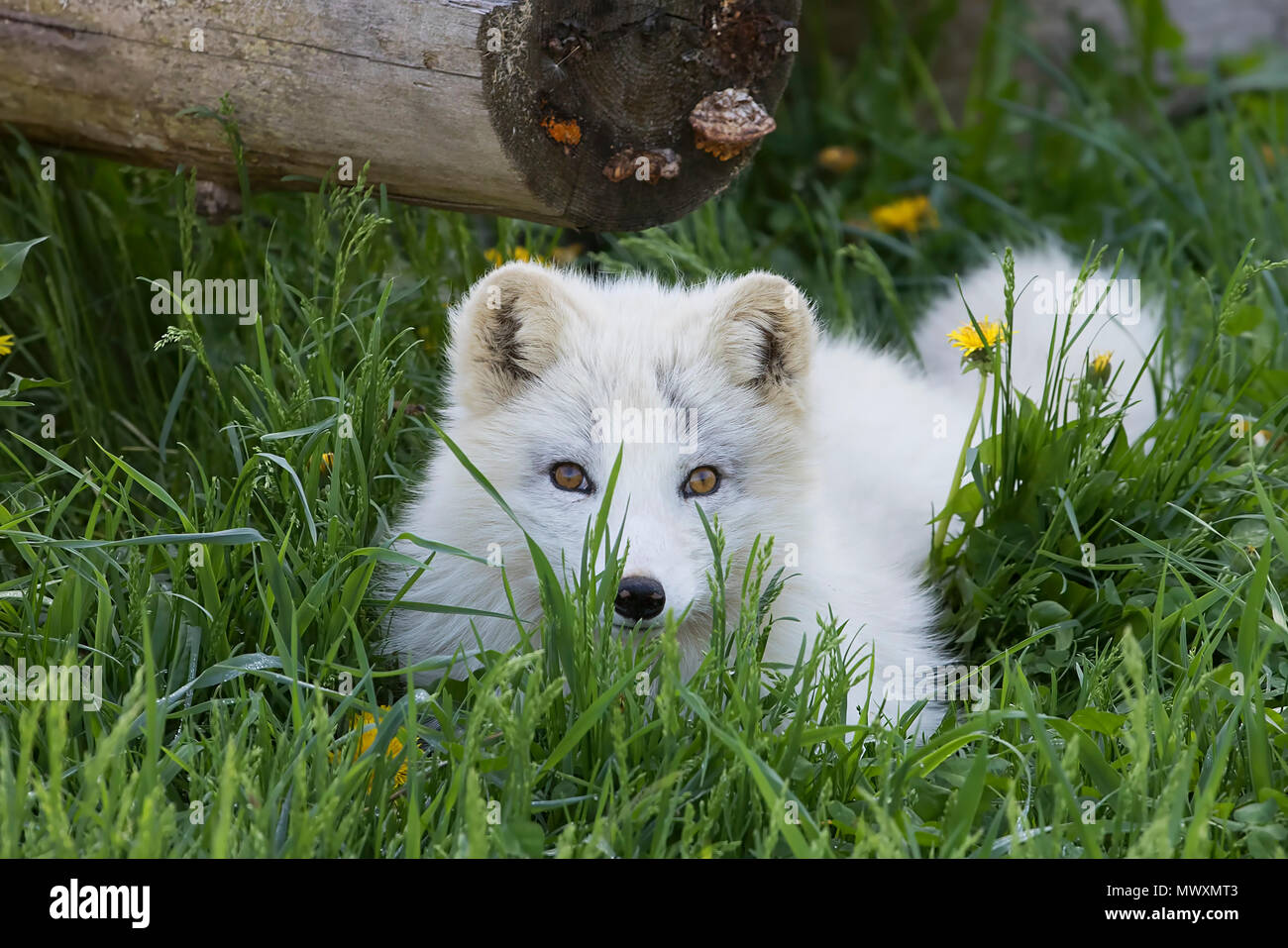 Arctic fox kit (Vulpes lagopus) in the grass in Canada Stock Photo - Alamy