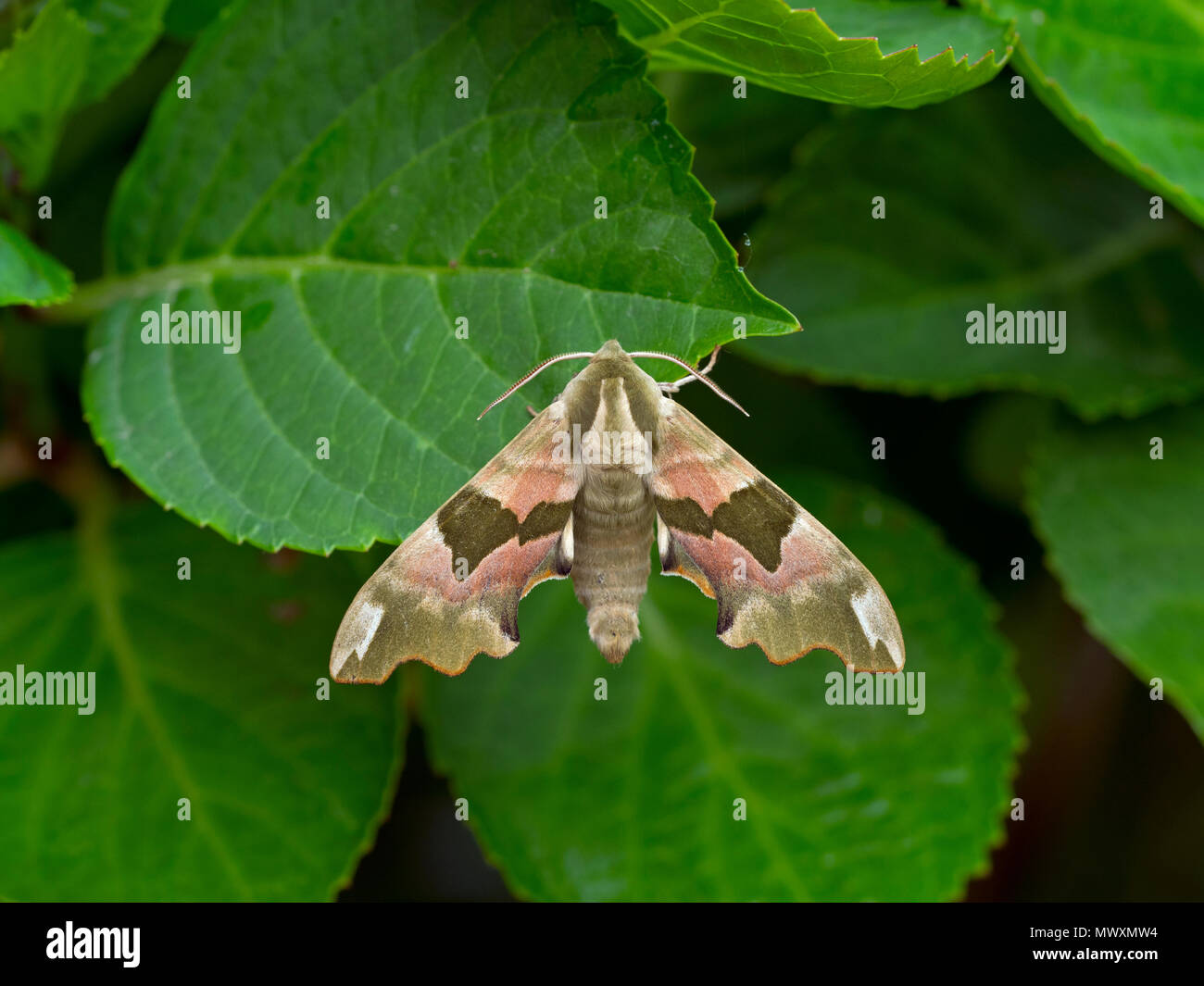 Lime Hawk-moth Mimas tiliae resting in garden Norfolk Stock Photo - Alamy