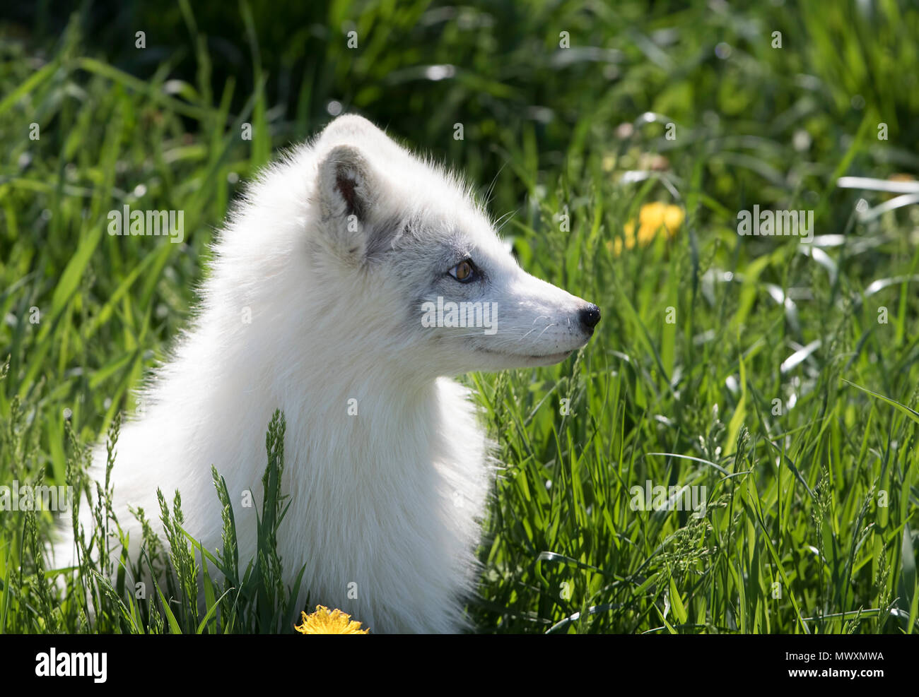 Arctic Fox Kit
